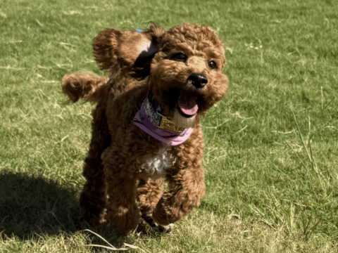 Itty Bitty Estates | Sunshine Purrs and Wags